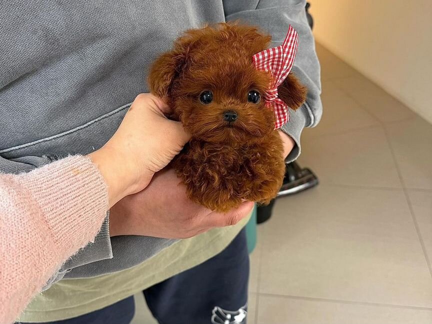 Микро пудель из Кореи