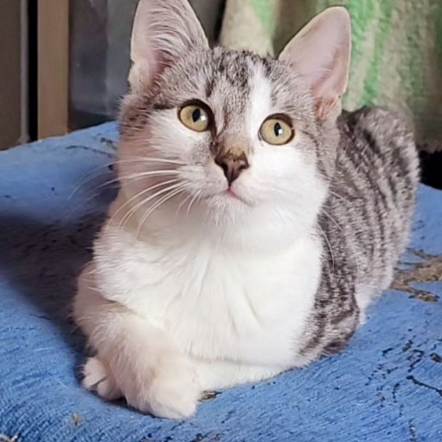 Котёнок в добрые руки