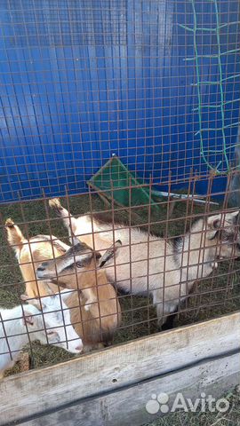 Отдам коз в хорошие руки