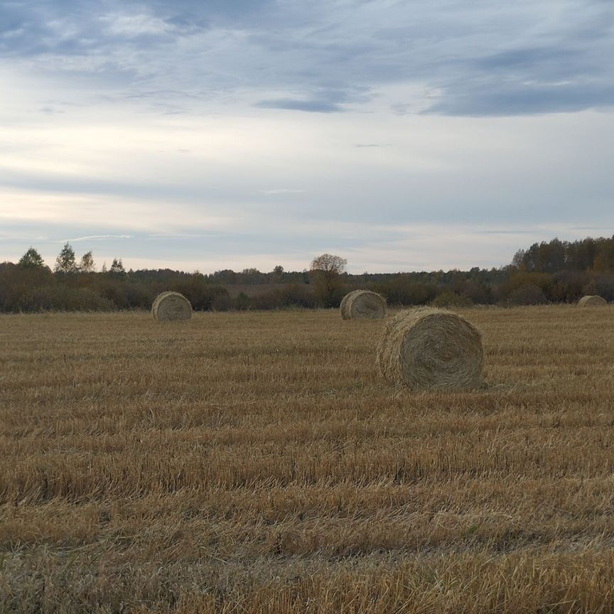 Продам сено в рулонах