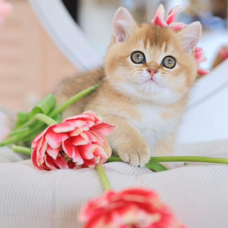 Британский котик