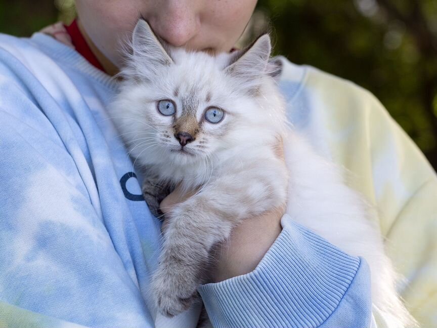 Невская маскарадная мальчик 3