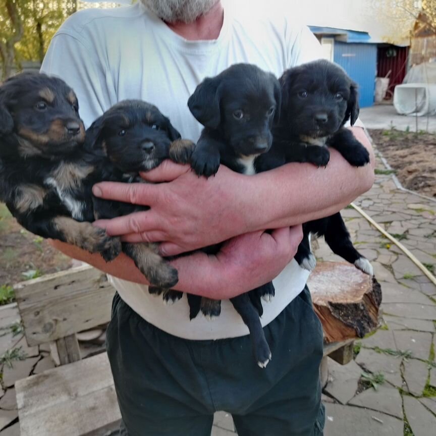 Отдам и привезу бесплатно