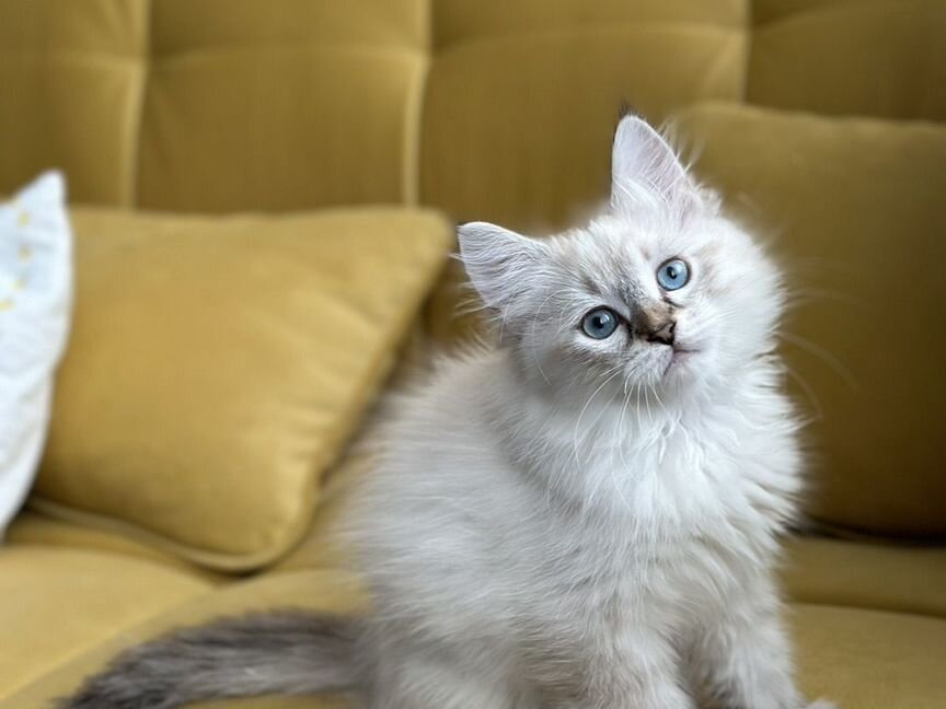 Невский маскарадный котенок