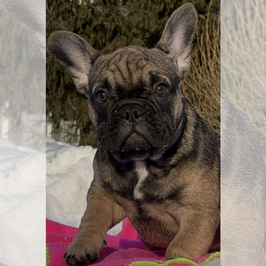 Французский бульдог, щенок