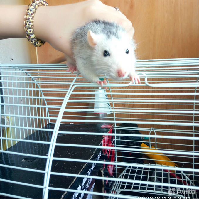 Декоративная крыска-Ириска,клетка