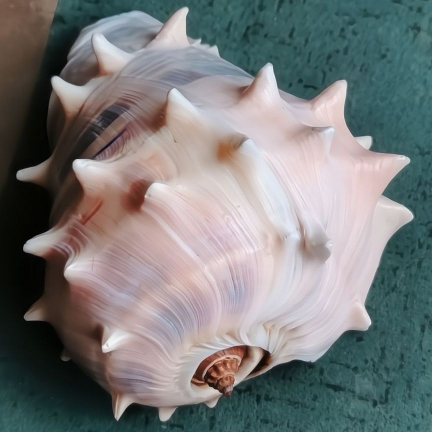 Ракушка мелангена