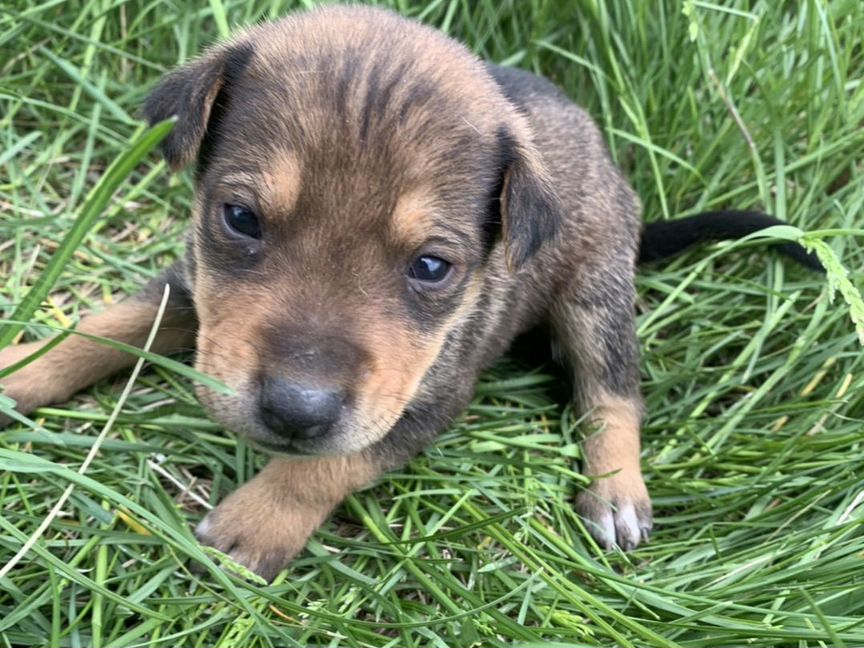 Щенок мальчик