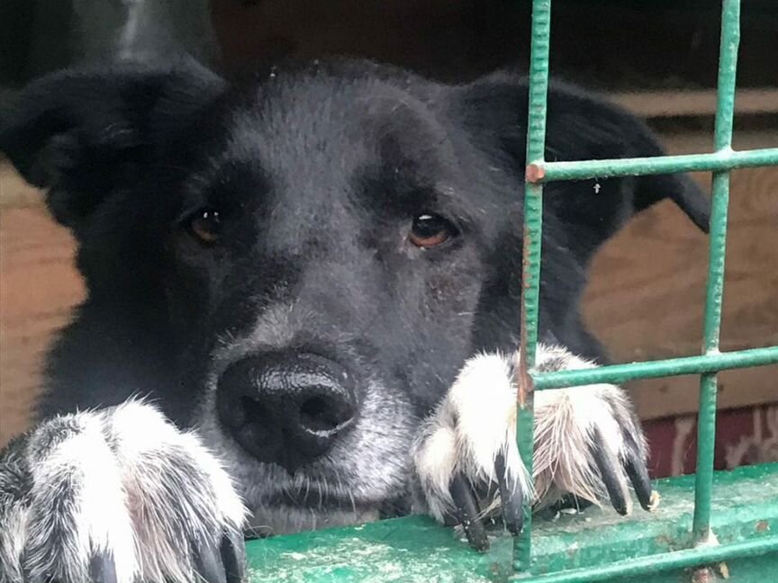 Собаки очень скучают по людям