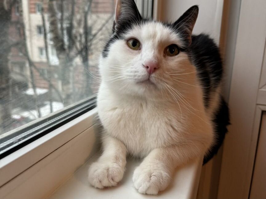 Котик Амур в добрые руки