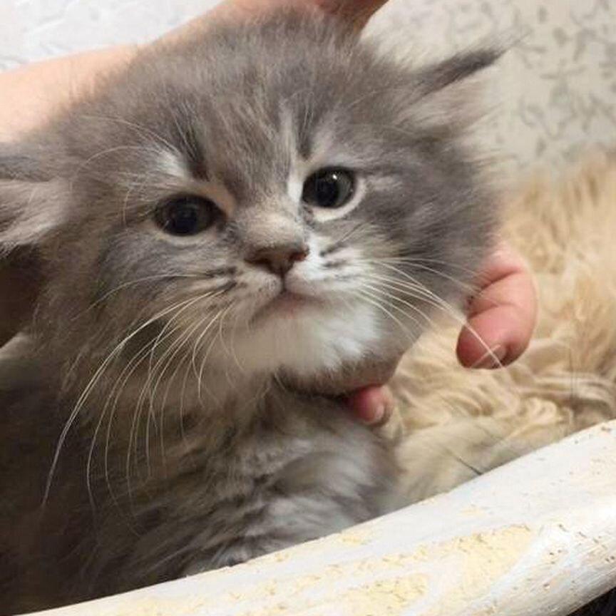 Сибирский Котёнок