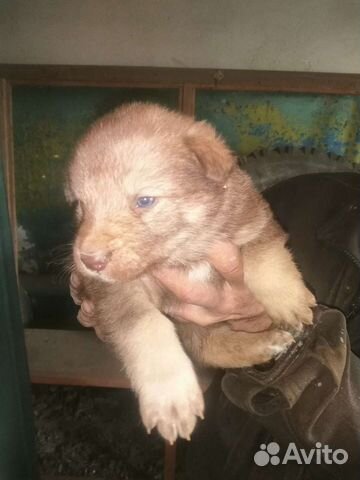 Щенок в добрые руки бесплатно