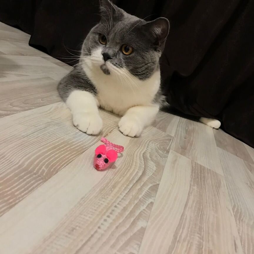 Кошки бесплатно