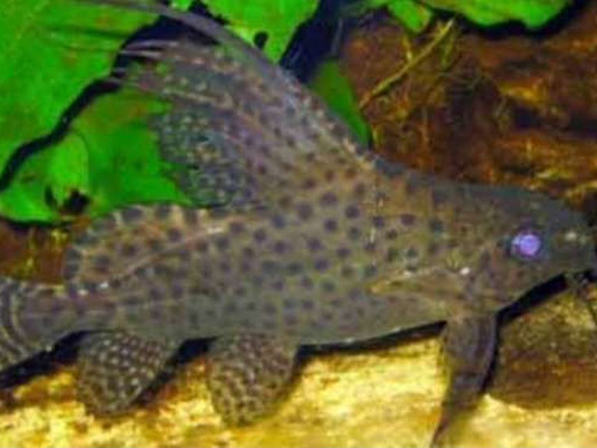 Сомик синодонтис