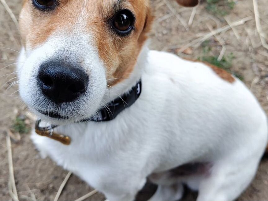 Джек рассел вязка