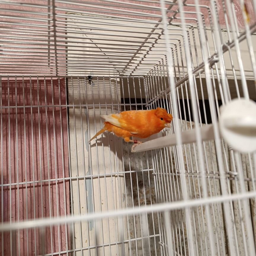 Кенара и канарейки