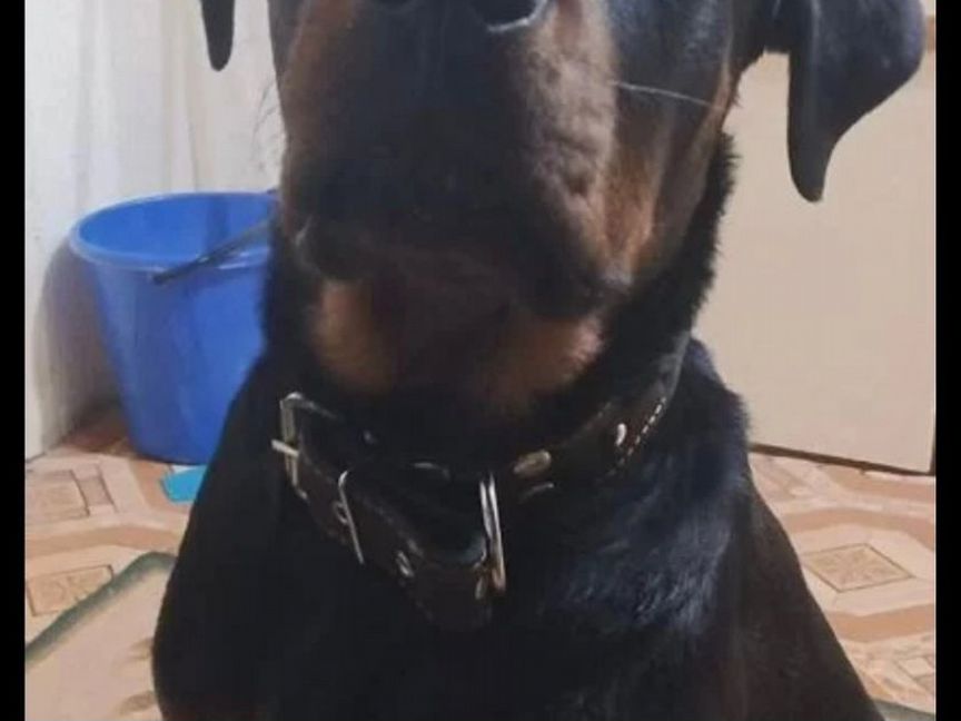 Ротвейлер подросток