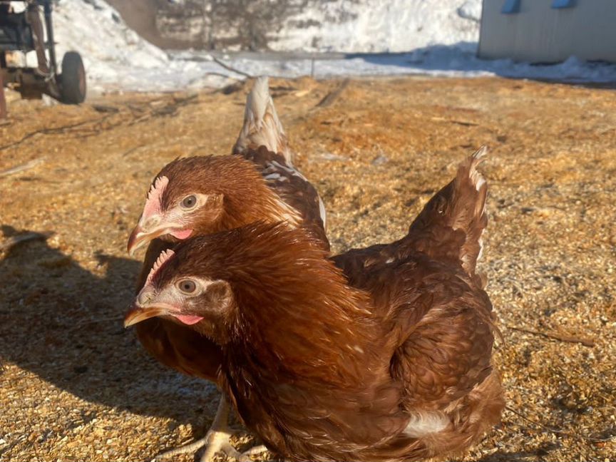 Куры молодки несушки