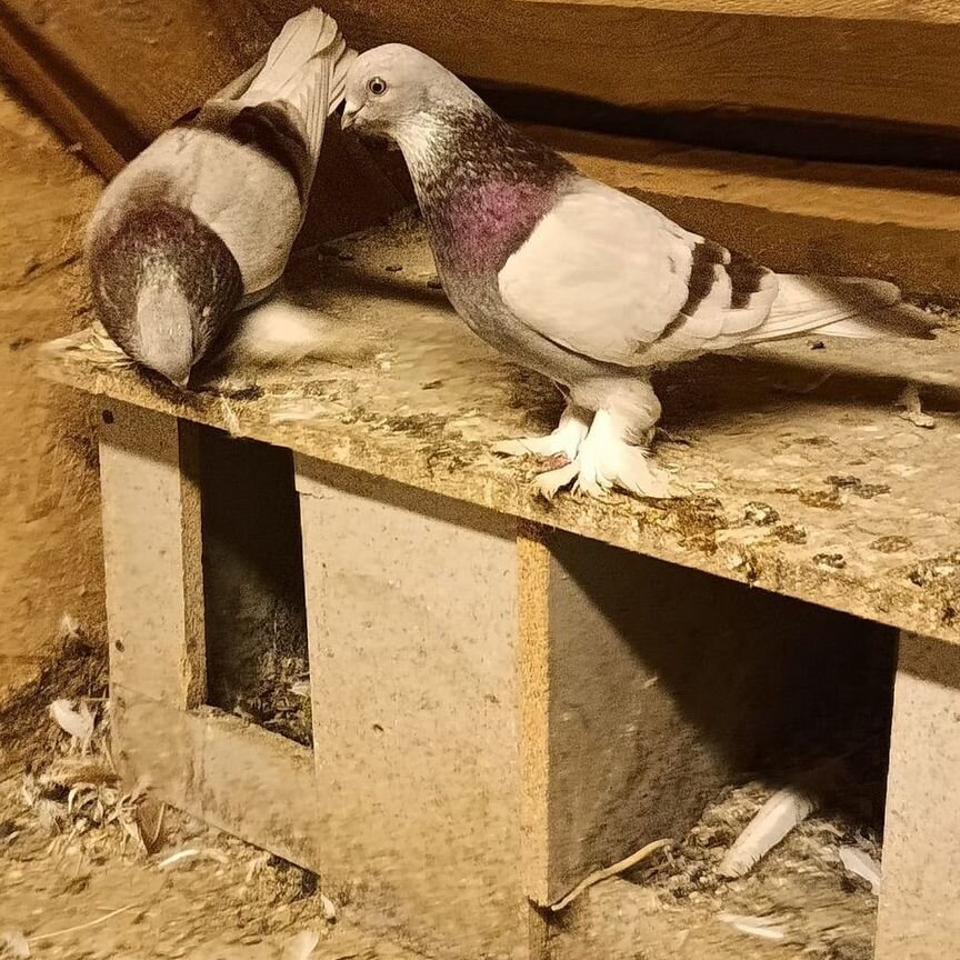 Голубь Перьмские гривуны