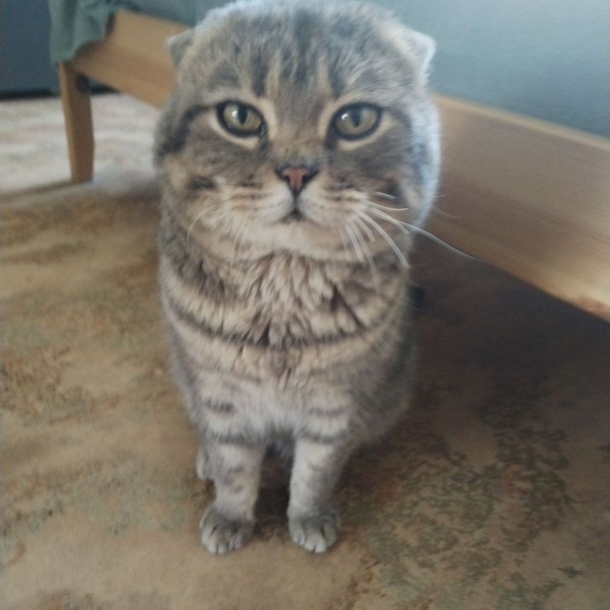 Шотландский вислоухий кот бесплатно
