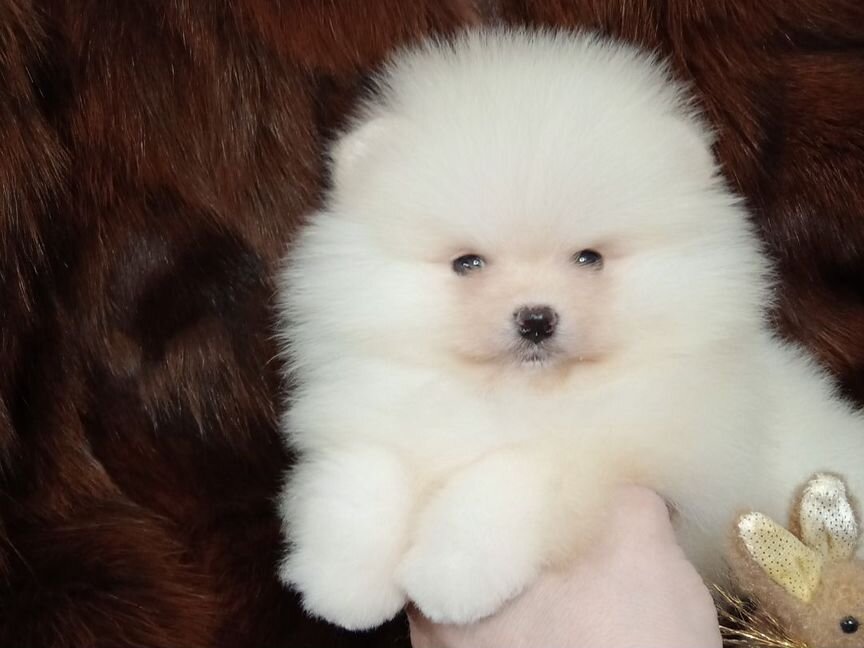 Померанский шпиц медвежьего типа