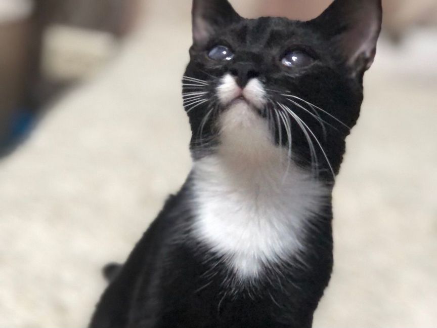 Пусть мама услышит, пусть мама придет Чмоки ждет