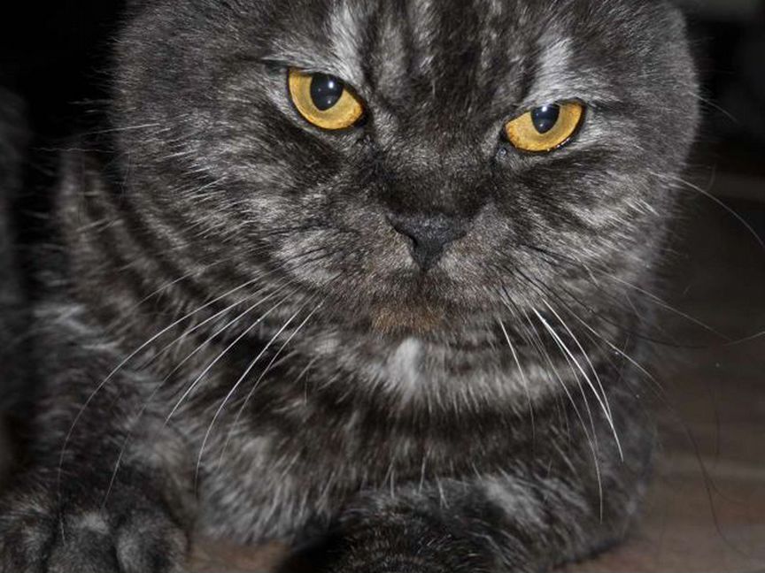 Шотландский вислоухий кот (для вязки)