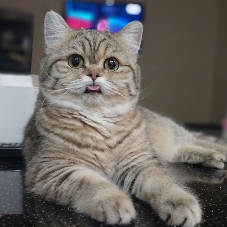 Шотландский прямоухий короткошёрстный котёнок