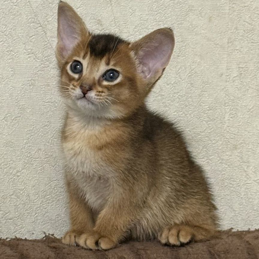 Абиссинский котёнок