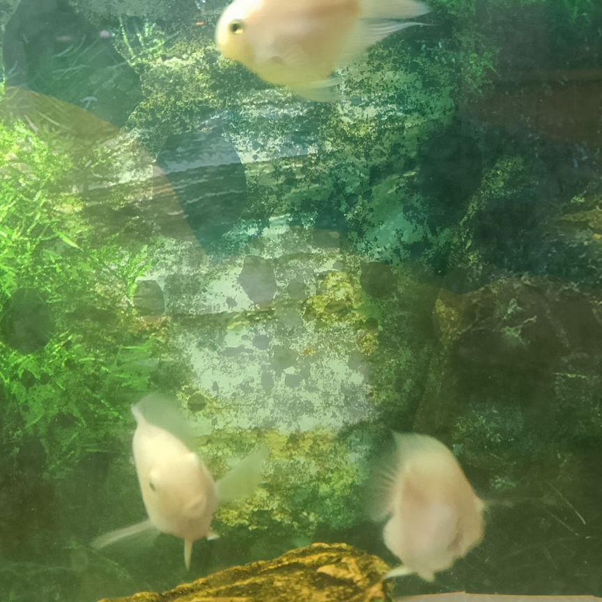 Платиновый попугай и сапфировый (подростки)