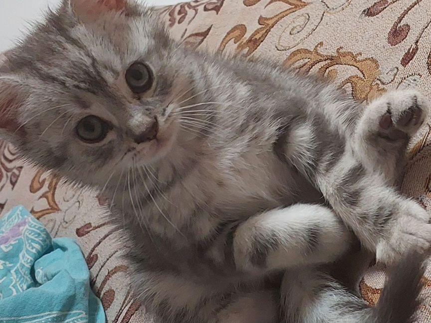 Шотландская