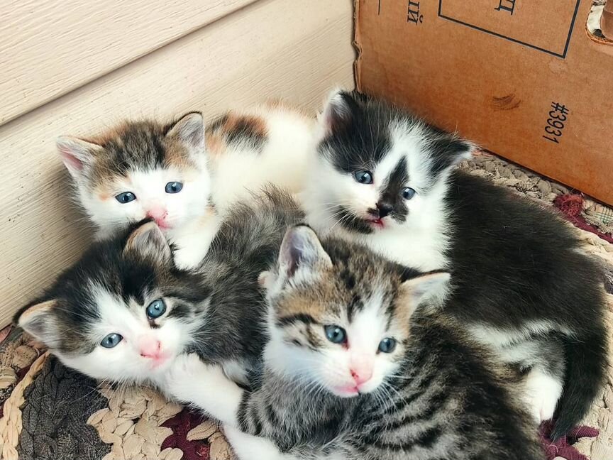 Котята в добрые руки