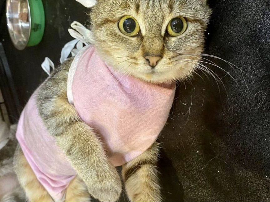 Ласковая кошка Майя ищет дом