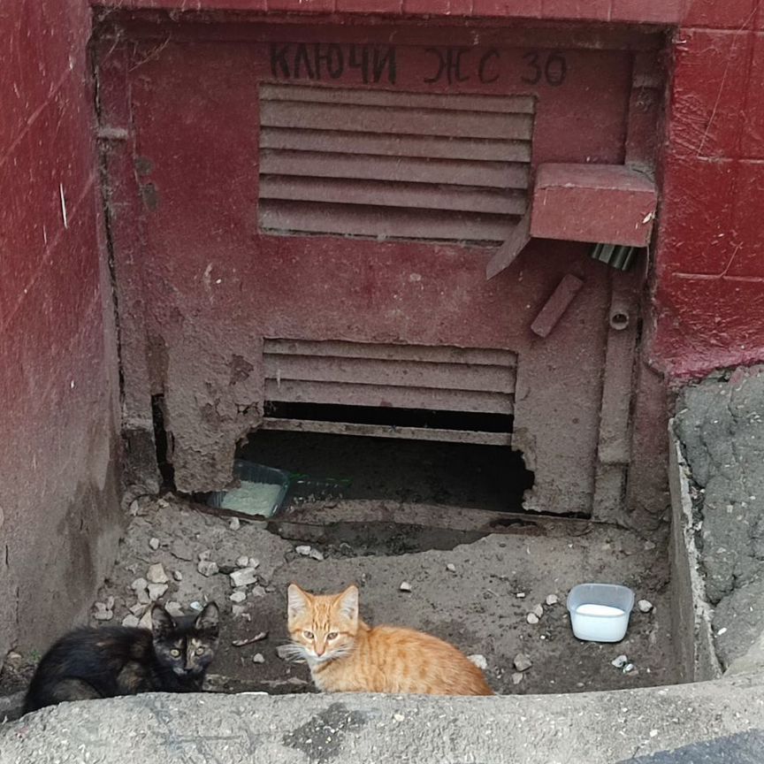 Котята в добрые руки бесплатно