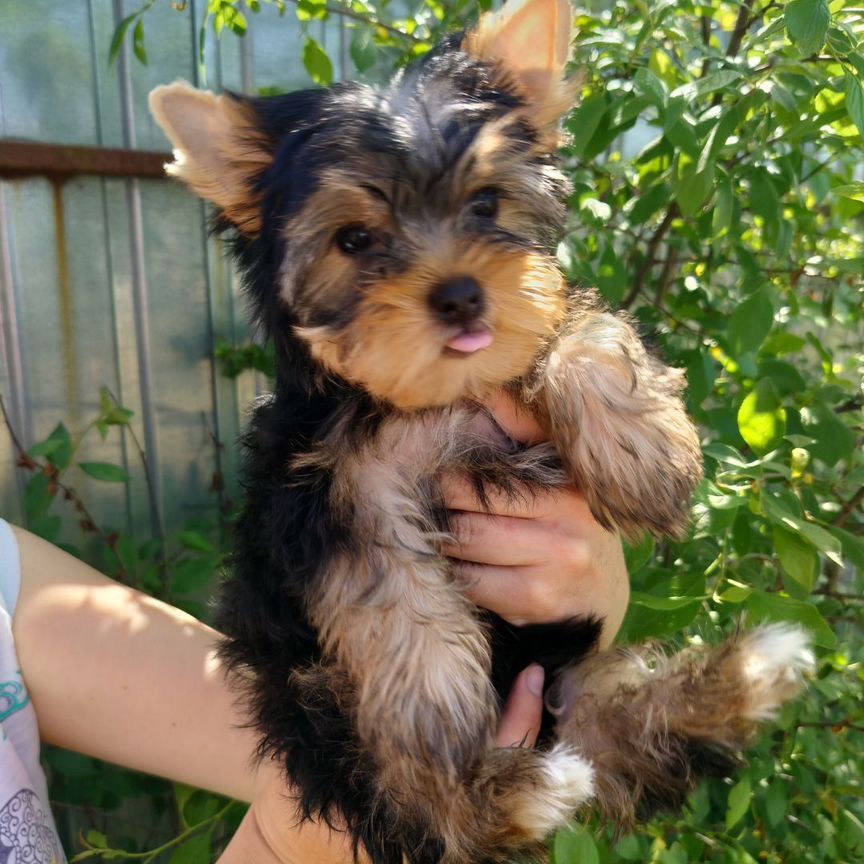 Йоркширский терьер