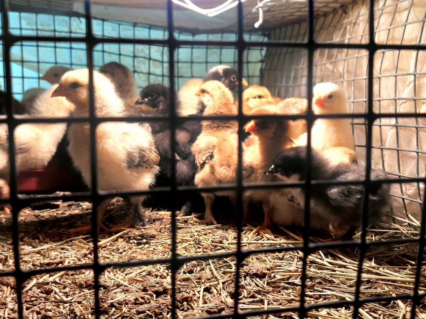 Цыплята 10 и 14 дней