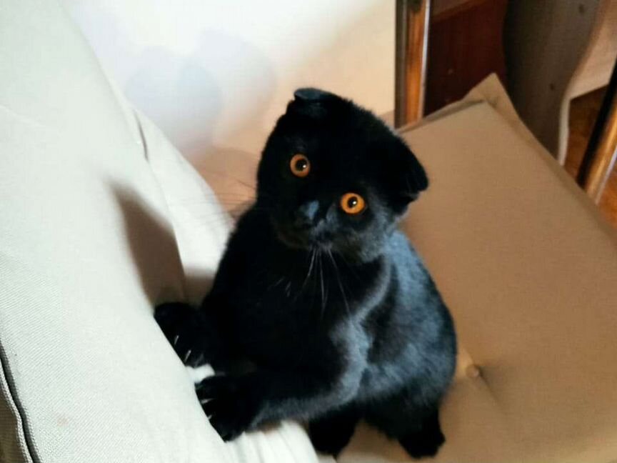 Британские котята