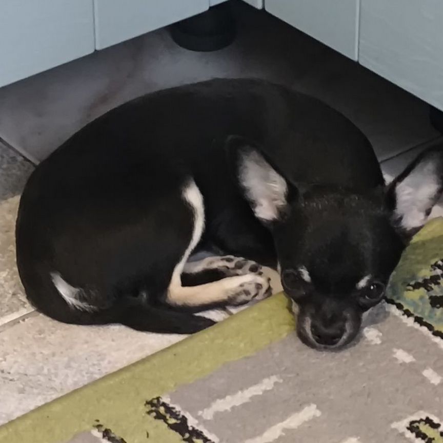 Чихуахуа мальчик 7 месяцев