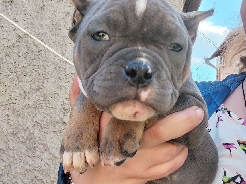 Американский булли мини