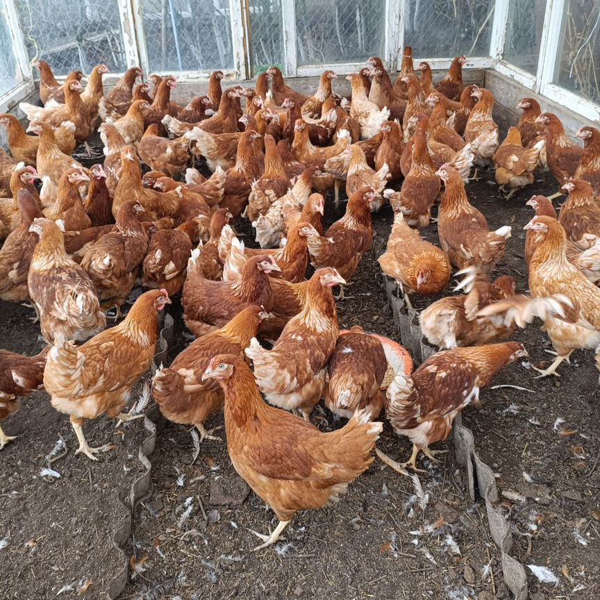 Куры молодки доминант, Родонит