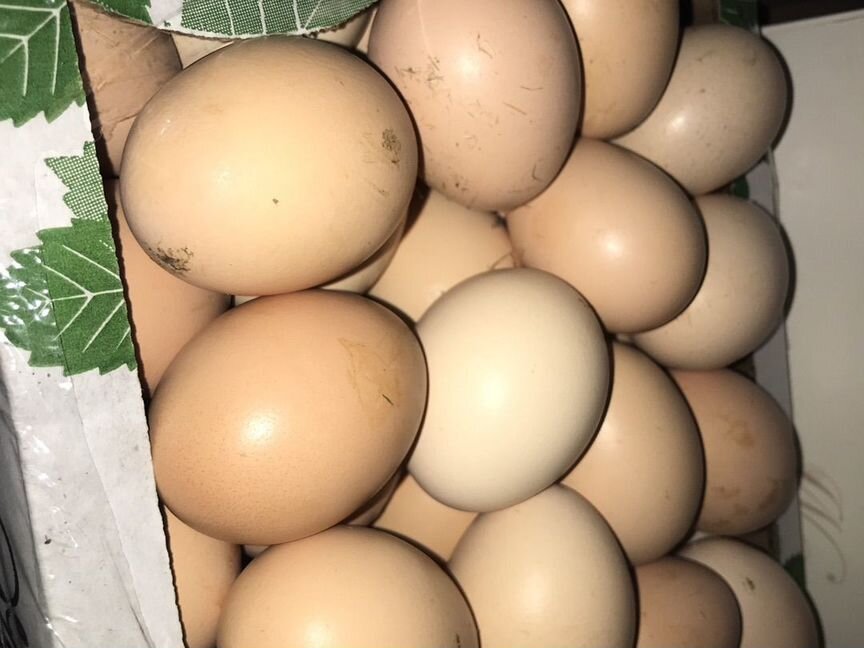 Домашние куриные инкубационные яйца