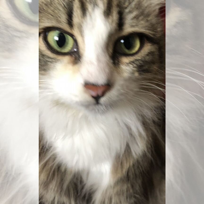 Очаровательный котик