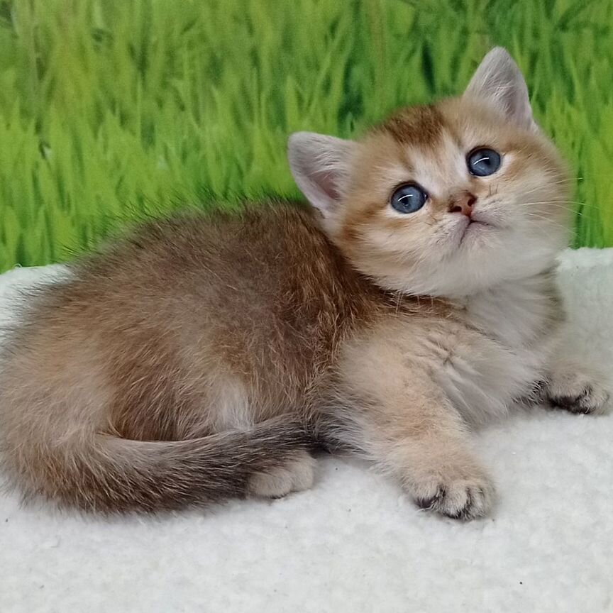 Манчикин
