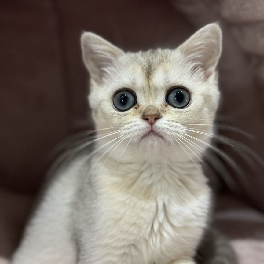 Шотландская шиншилла