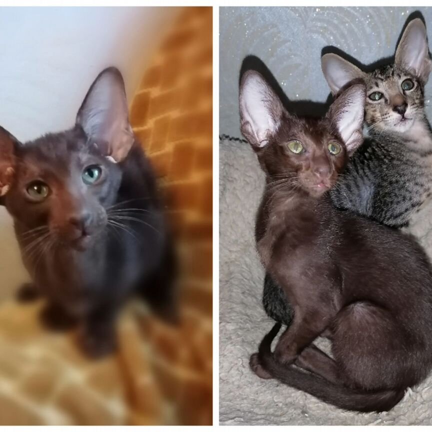 Ориентальные котята