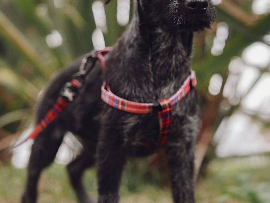 Собака в добрые руки щенок