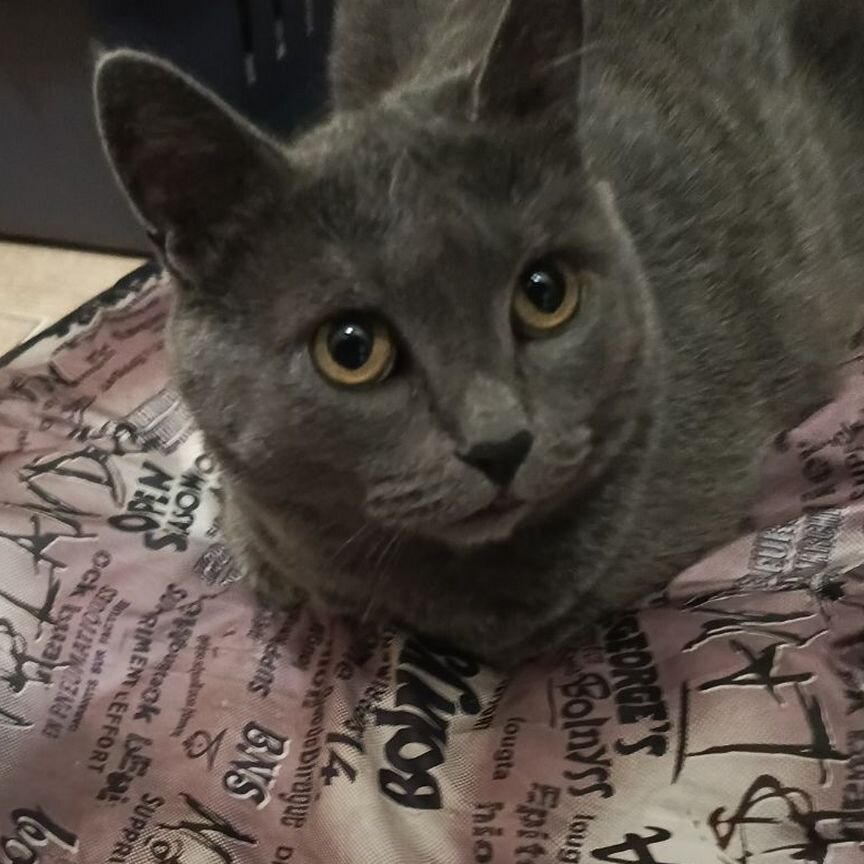 Кошечка супер ласковая из приюта