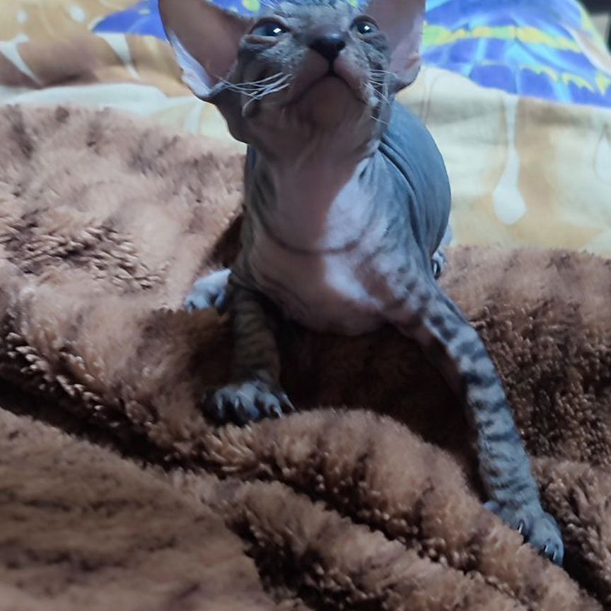 Донской сфинкс котёнок