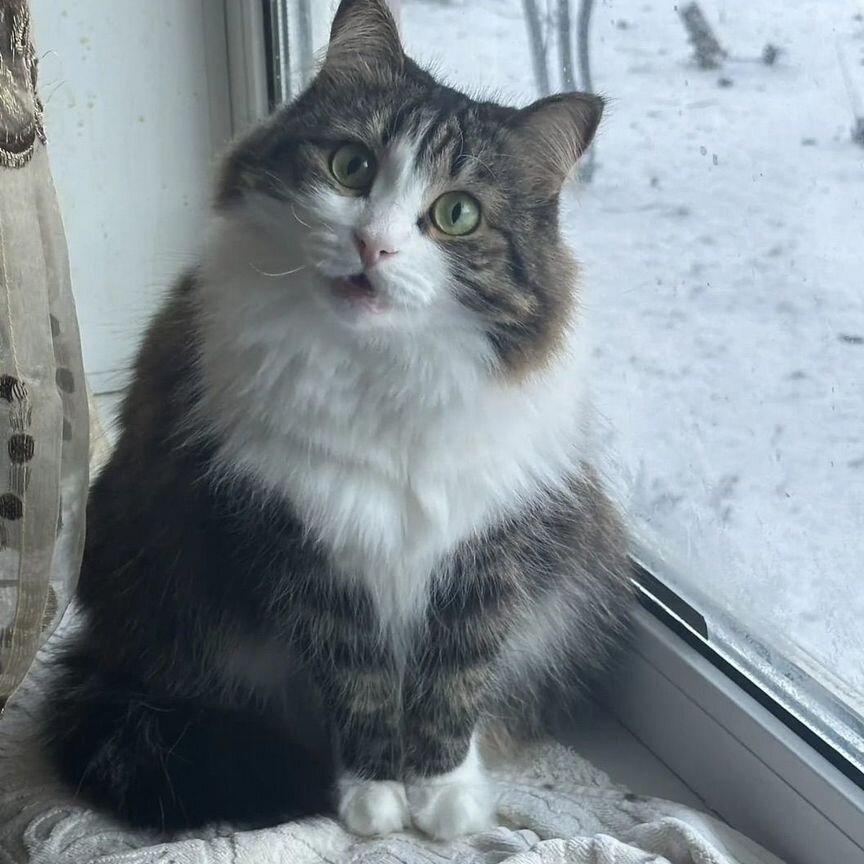 Взрослая кошка в добрые руки