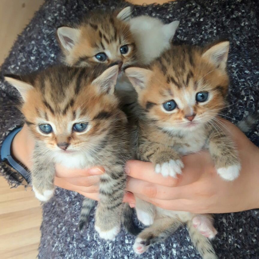 Шиншилловые котики